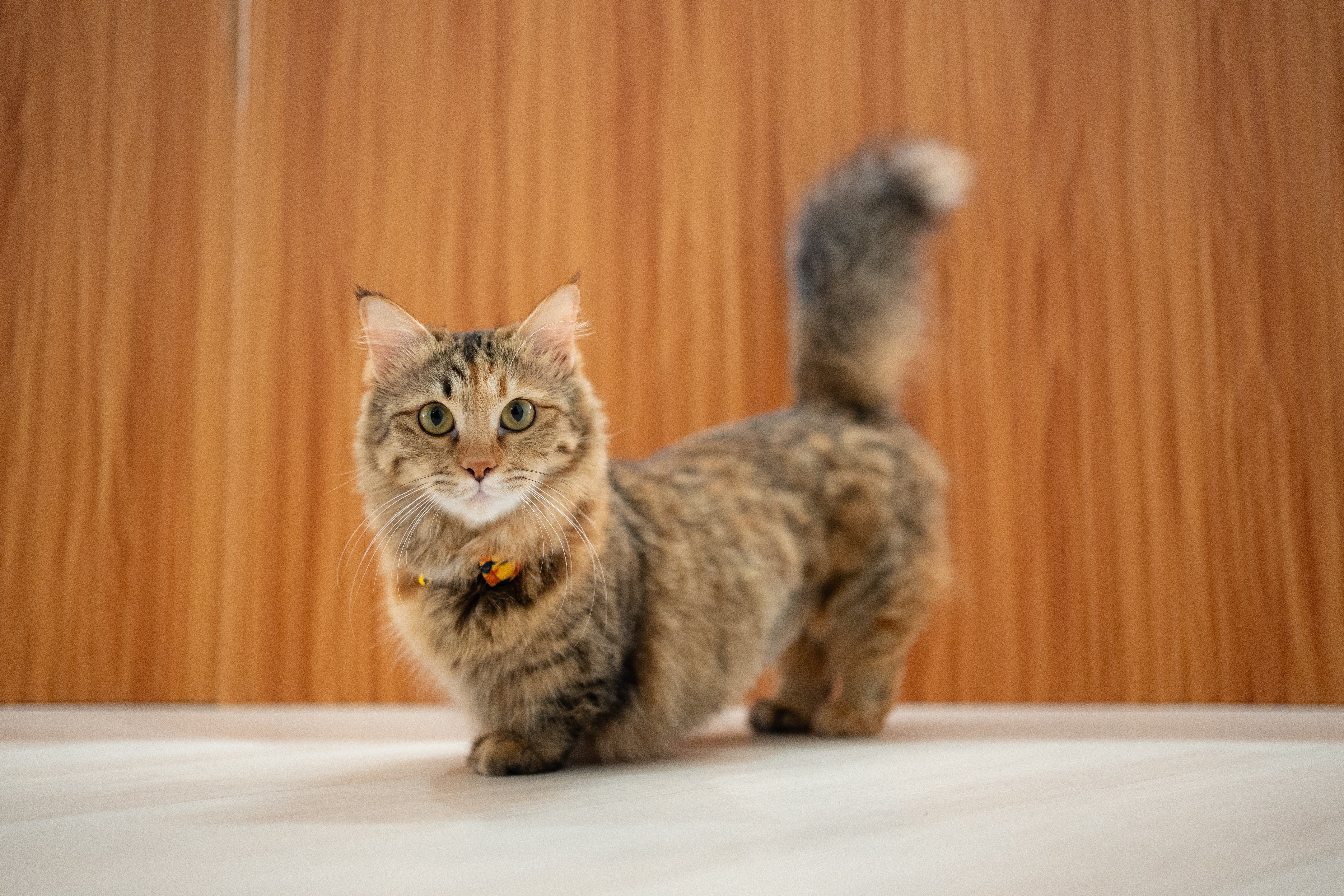 Munchkin Cat Breed Adoption Info Petfinder
